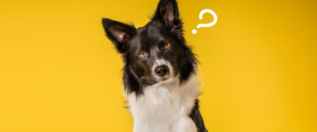 Blog Mundo Dog - Mundo Dog